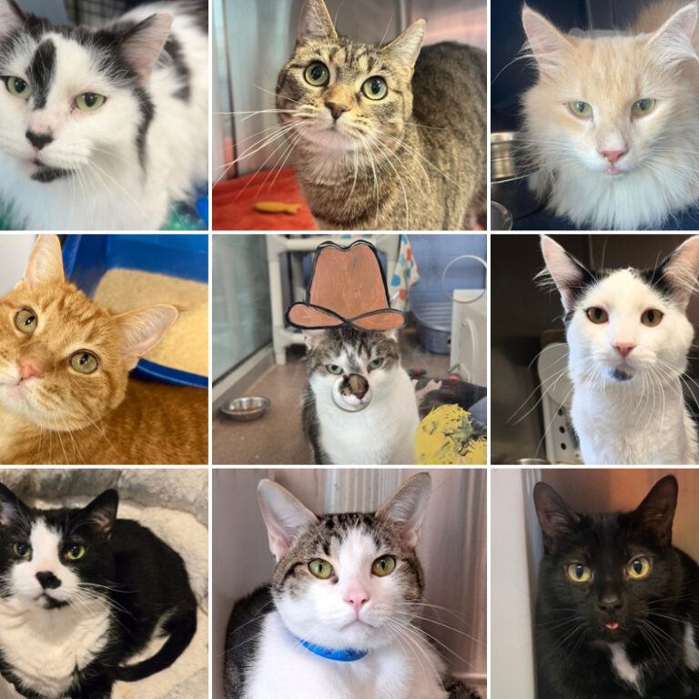 Wisconsin Humane Society Issues Urgent Plea for Volunteer Foster ...