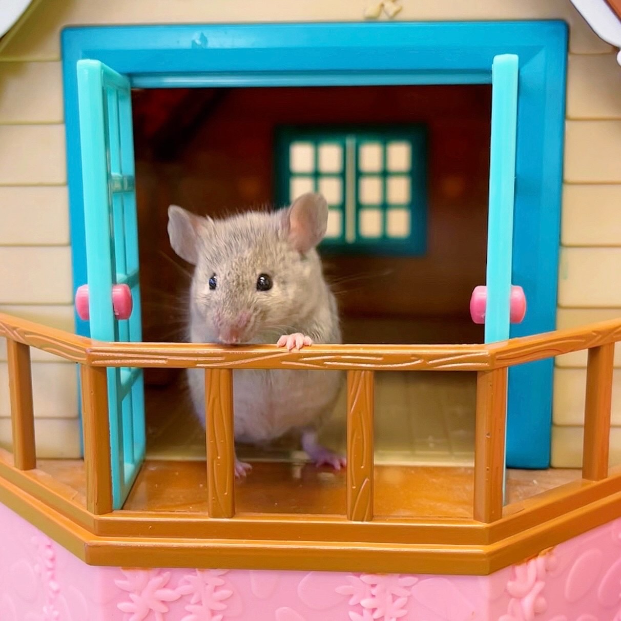 Peninsula Pet of the Week: Mice! – Door County Today