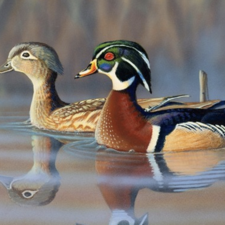 DNR Now Accepting Artwork For The 2026 Turkey, Pheasant And Waterfowl ...