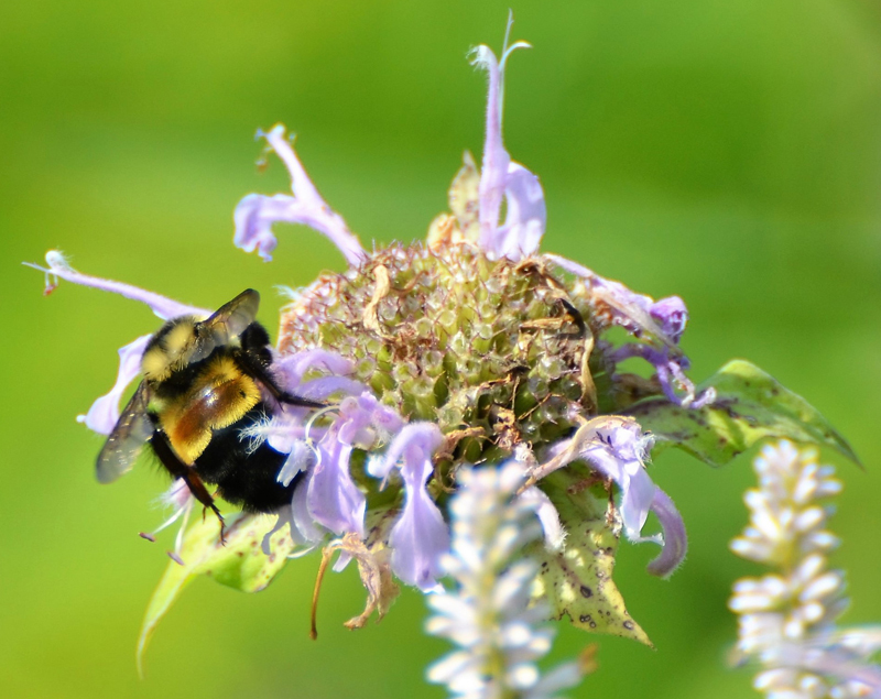 Help Butterflies, Bees And Other Pollinators During Pollinator Week ...